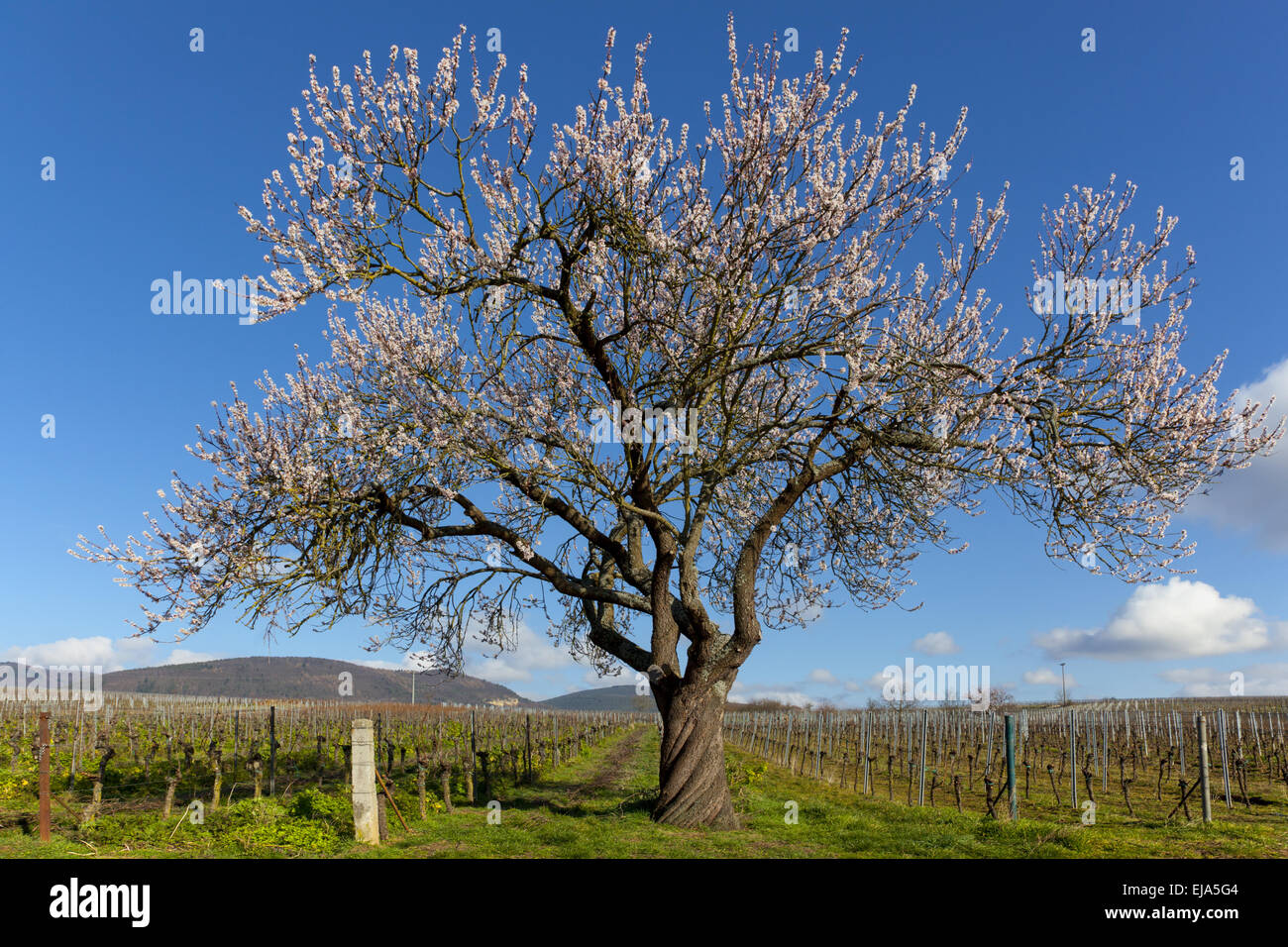 Almond tree hi-res stock photography and images - Alamy