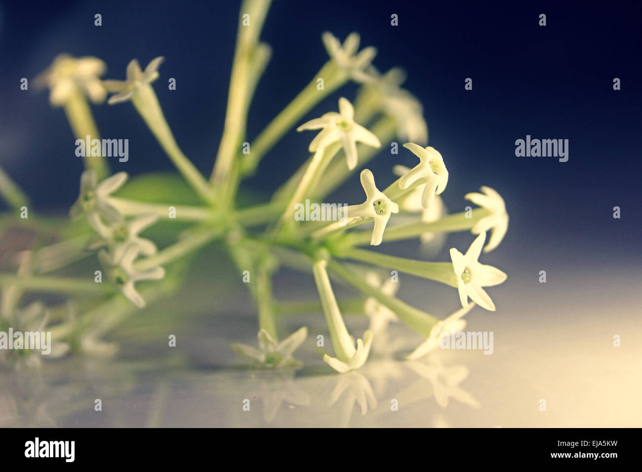 Night blooming cestrum cestrum nocturnum hi-res stock photography and ...