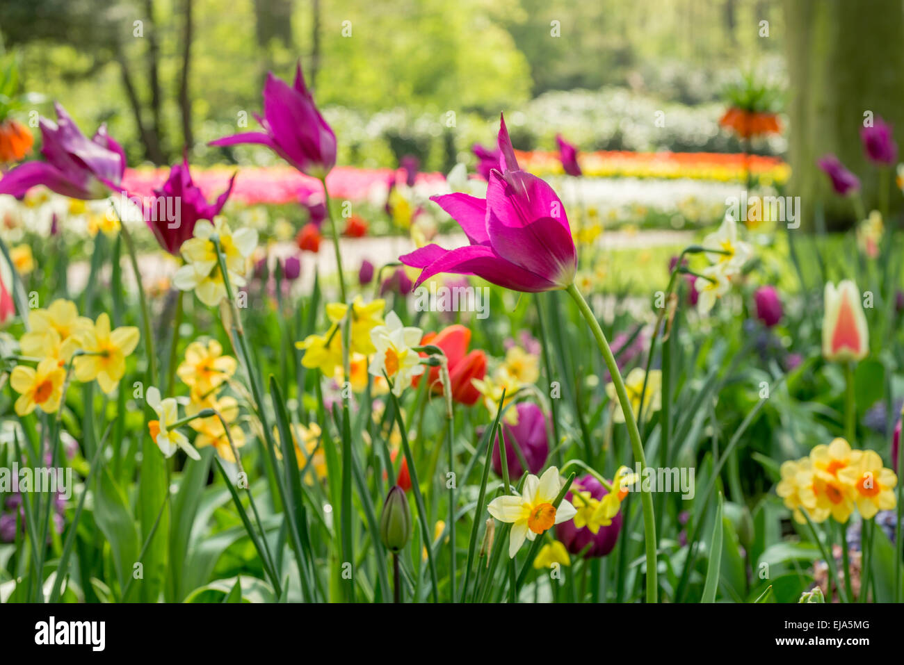 Bedding of colorful spring flowers, Colorful bedded spring flower ...