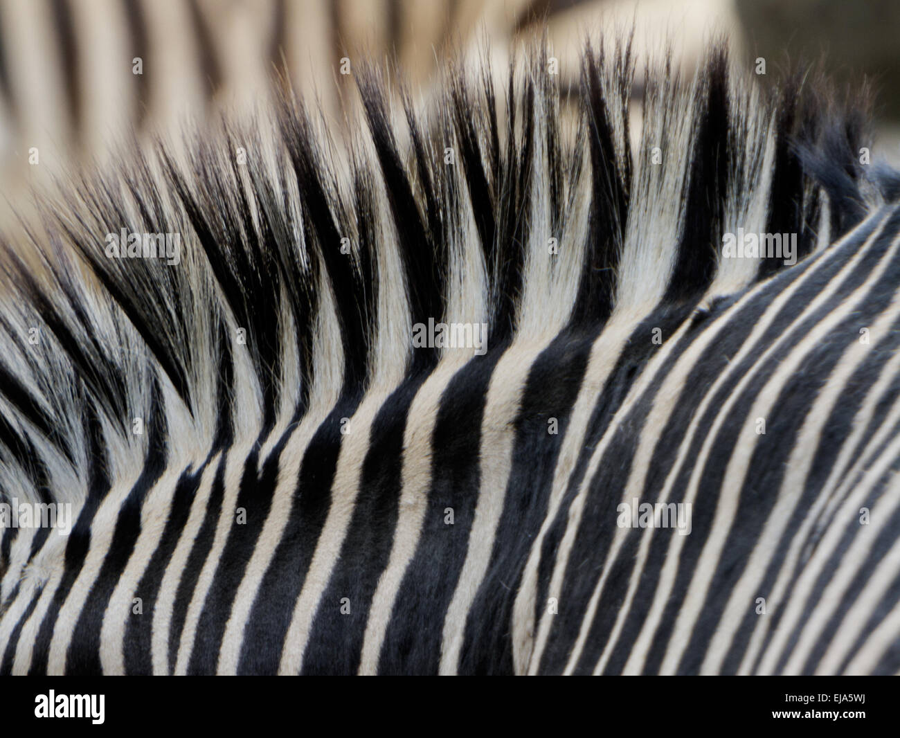 Zebra reiten afrika hi-res stock photography and images - Alamy