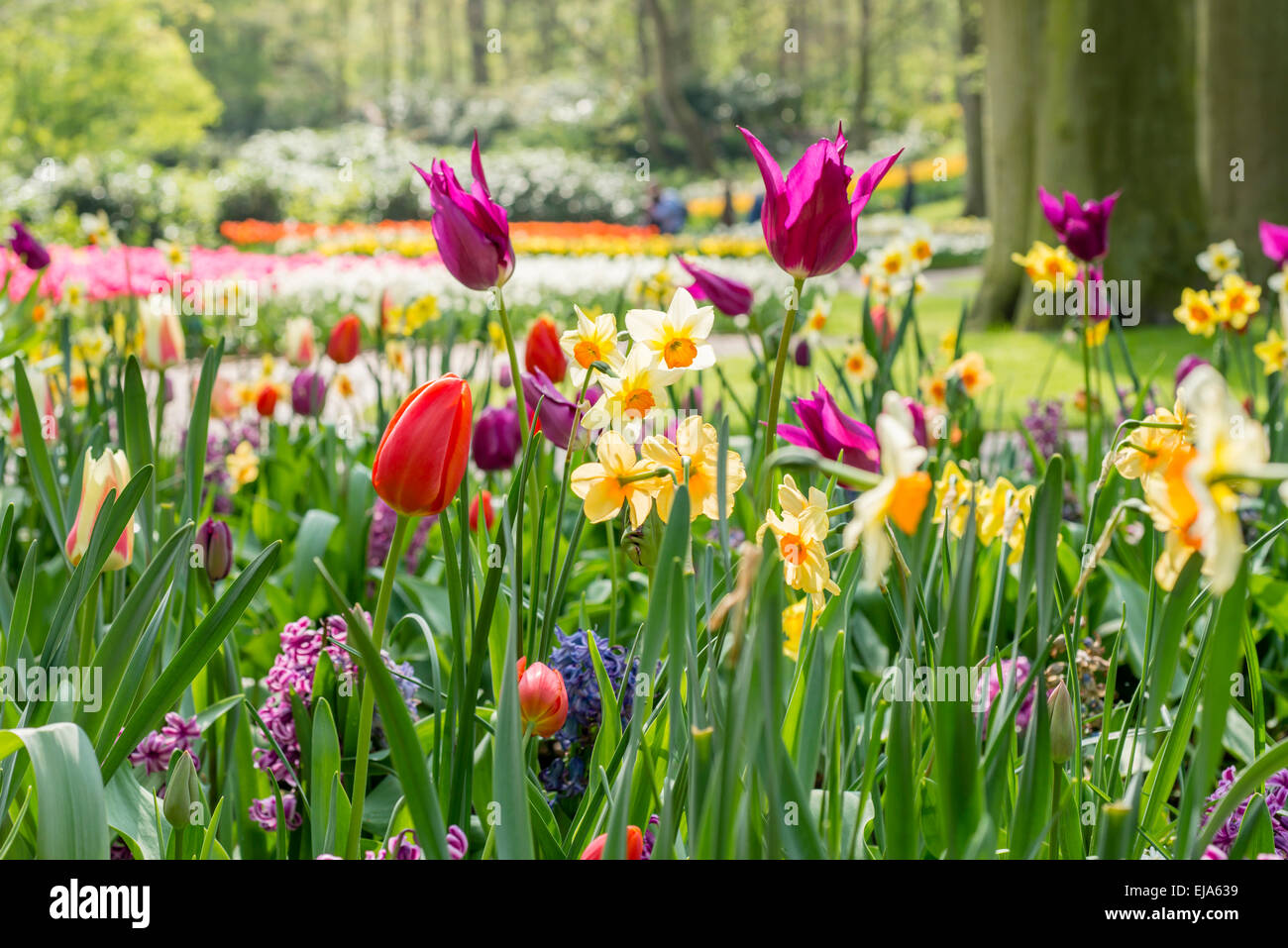Bedding of colorful spring flowers, Colorful bedded spring flower ...