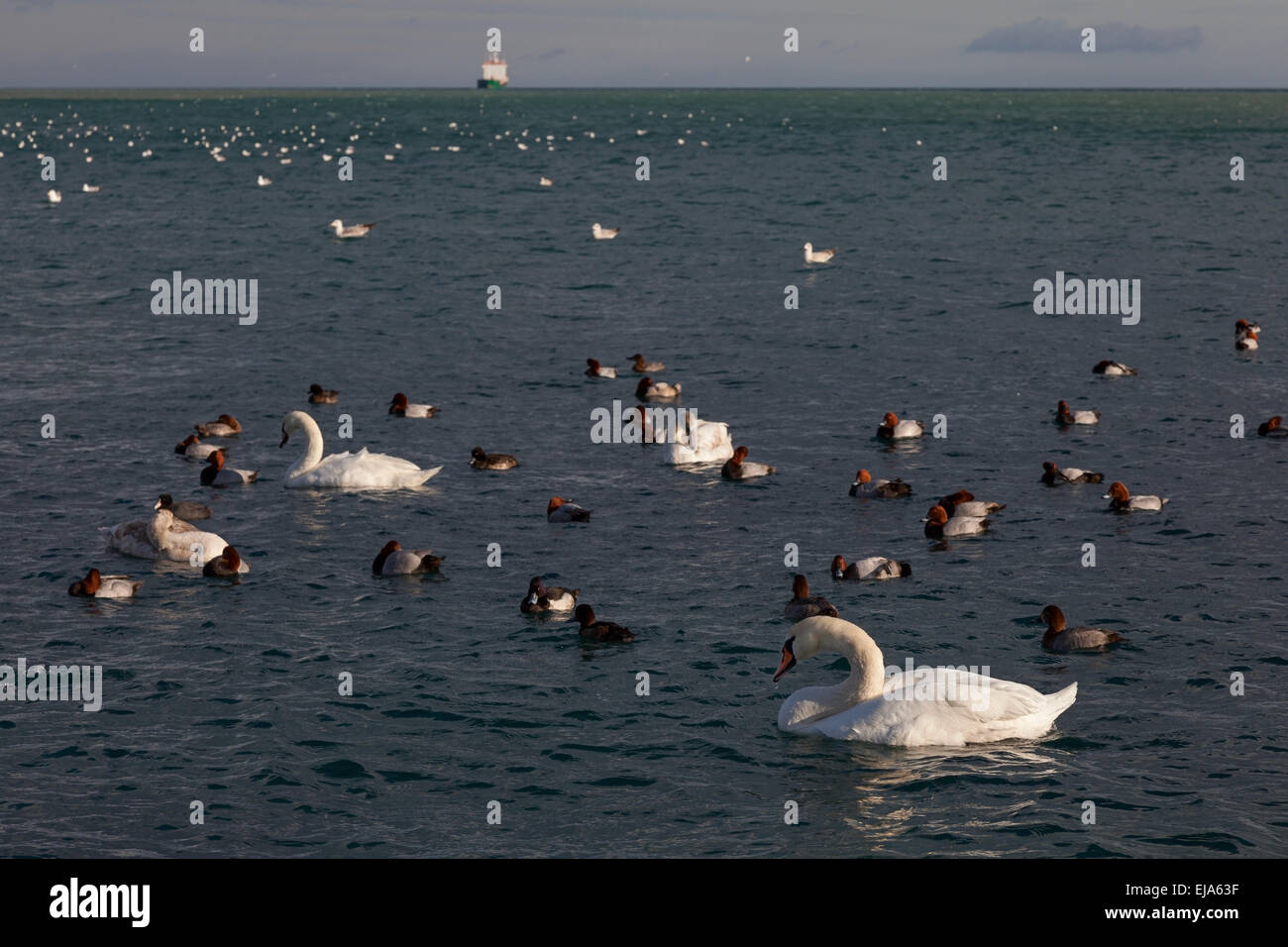 beautiful swan on the sea. wildlife Stock Photo - Alamy