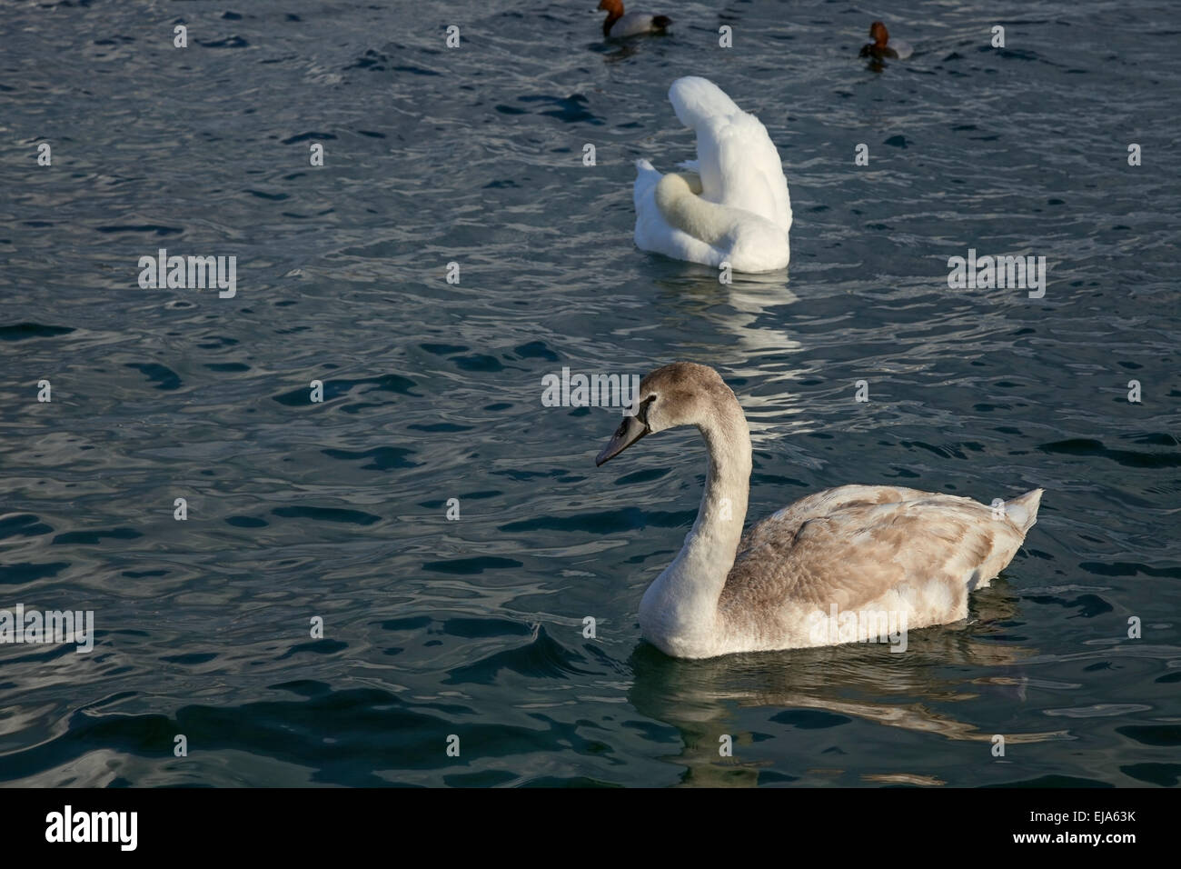 Wildlife purity hi-res stock photography and images - Alamy