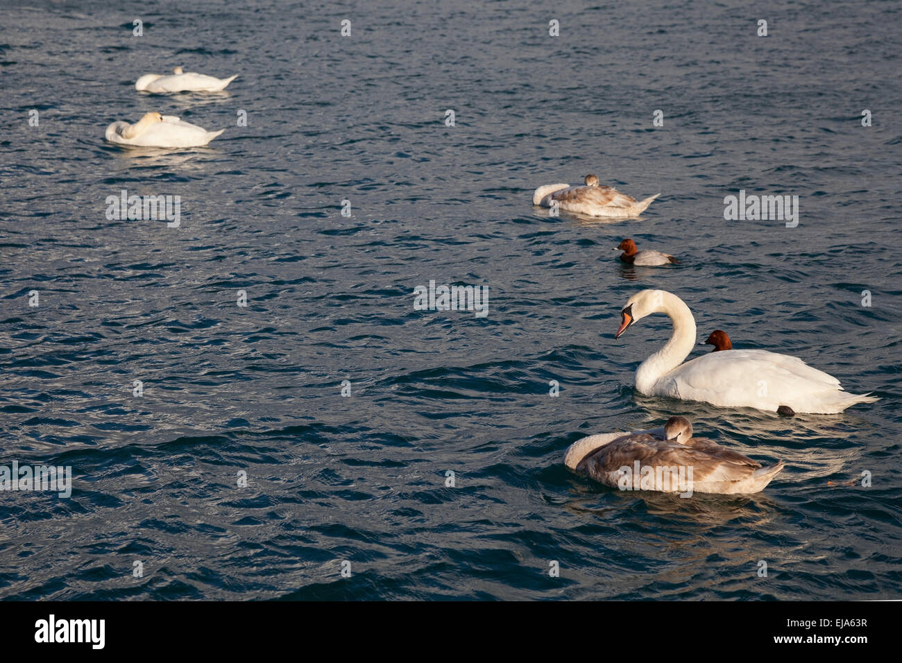 beautiful swan on the sea. wildlife Stock Photo - Alamy