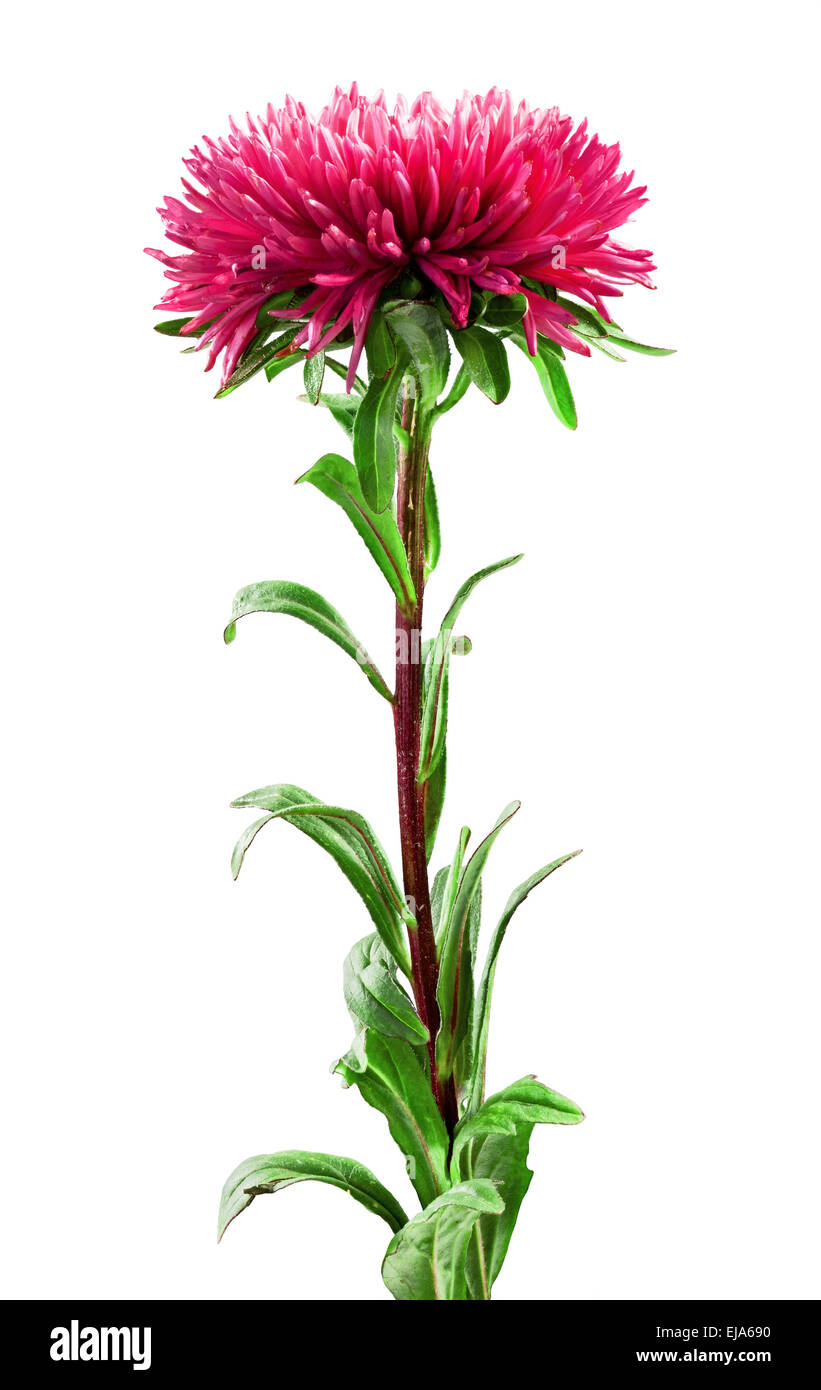 Aster weed hi-res stock photography and images - Alamy