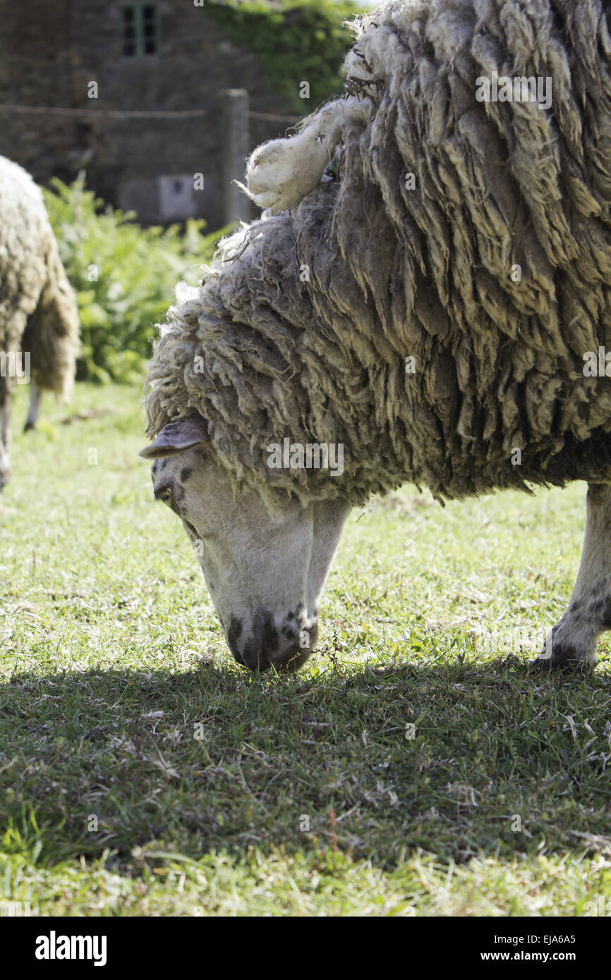Sheep eating in the meadow with wool, agriculture and farming Stock ...