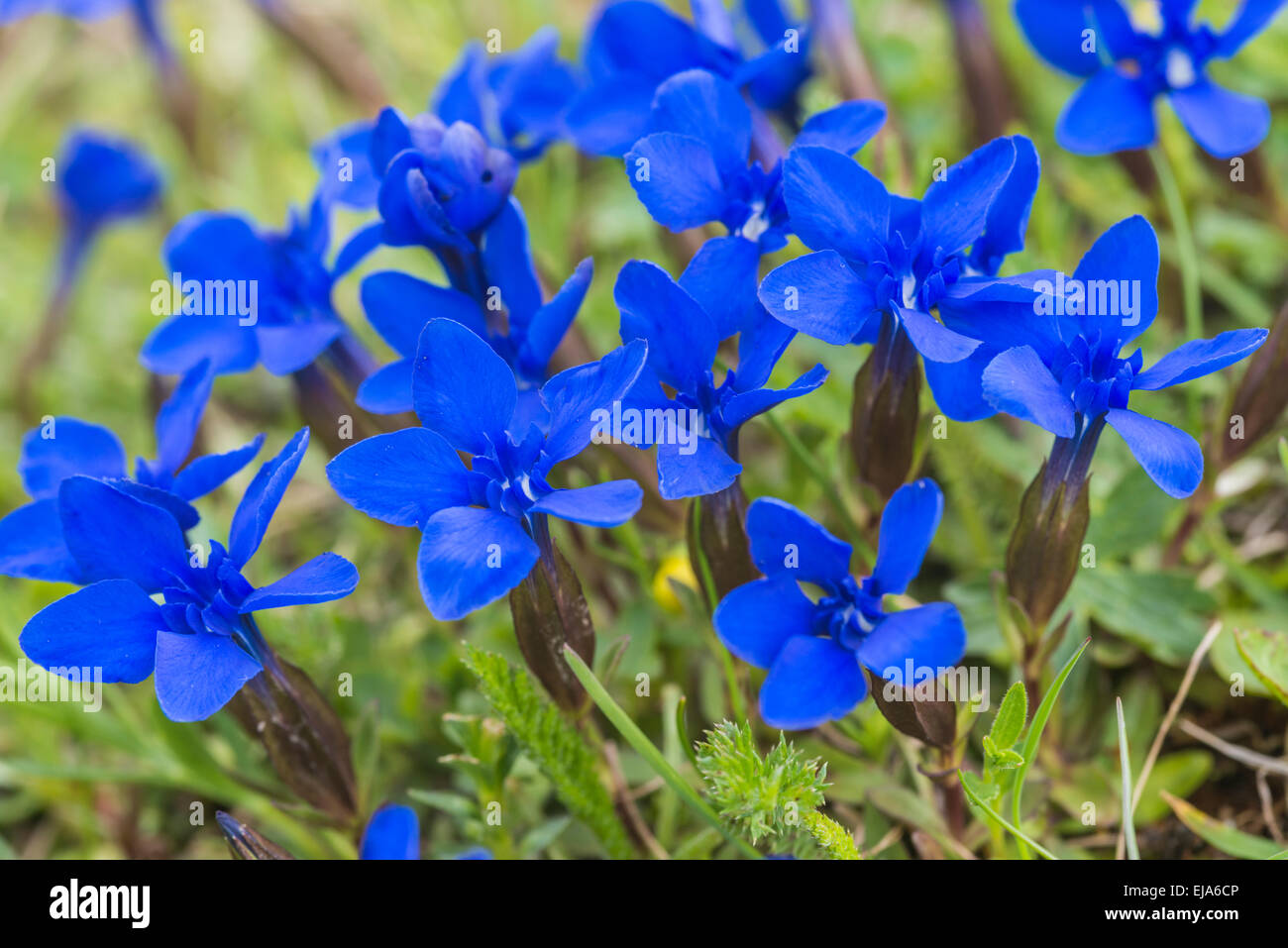 Alpine Flowers, Spring Gentian, Gentiana Verna Stock Photo - Alamy