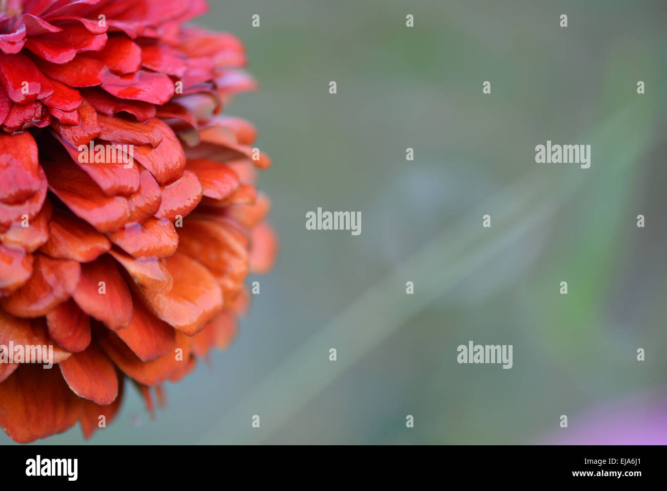 Closeup on red flower background Stock Photo - Alamy