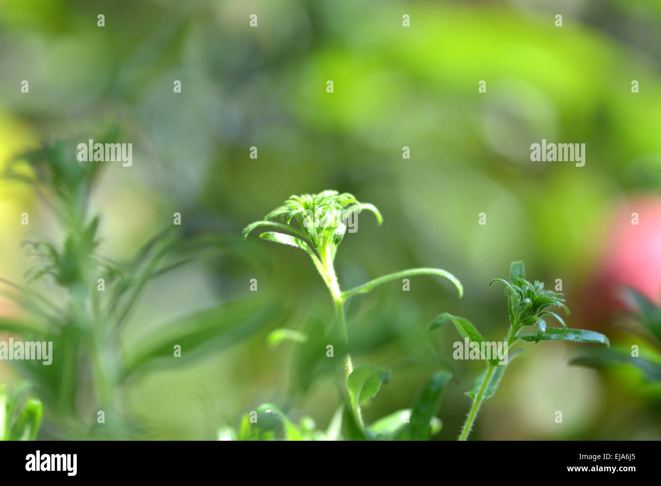 natural green background with selective focus Stock Photo - Alamy