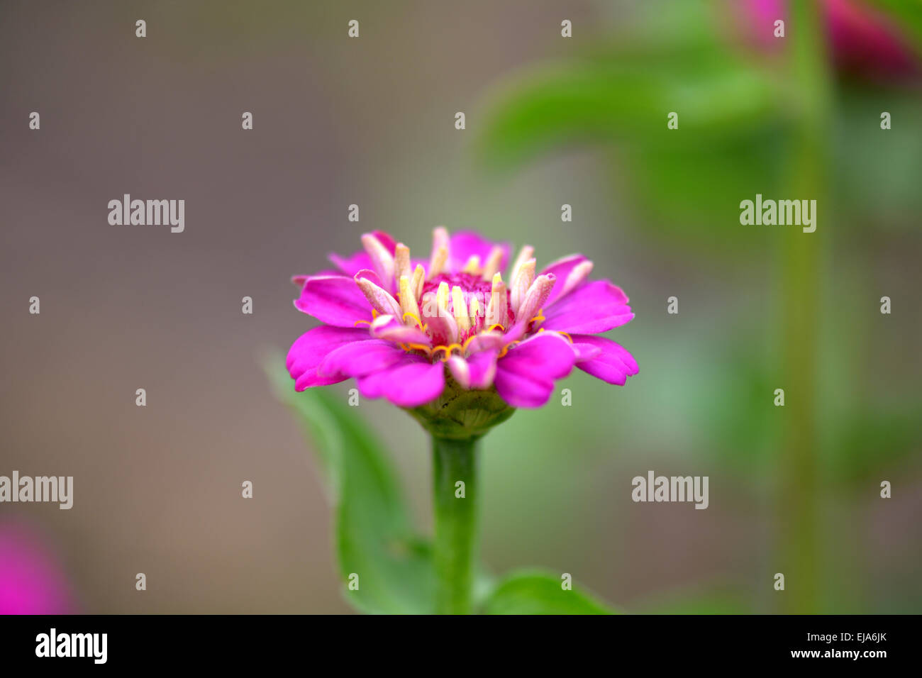 red little flowers Stock Photo - Alamy