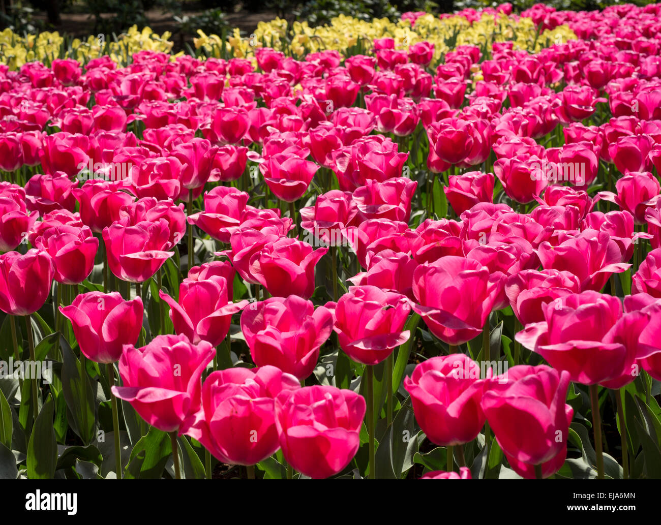 Bedding of colorful spring flowers, Colorful bedded spring flower ...