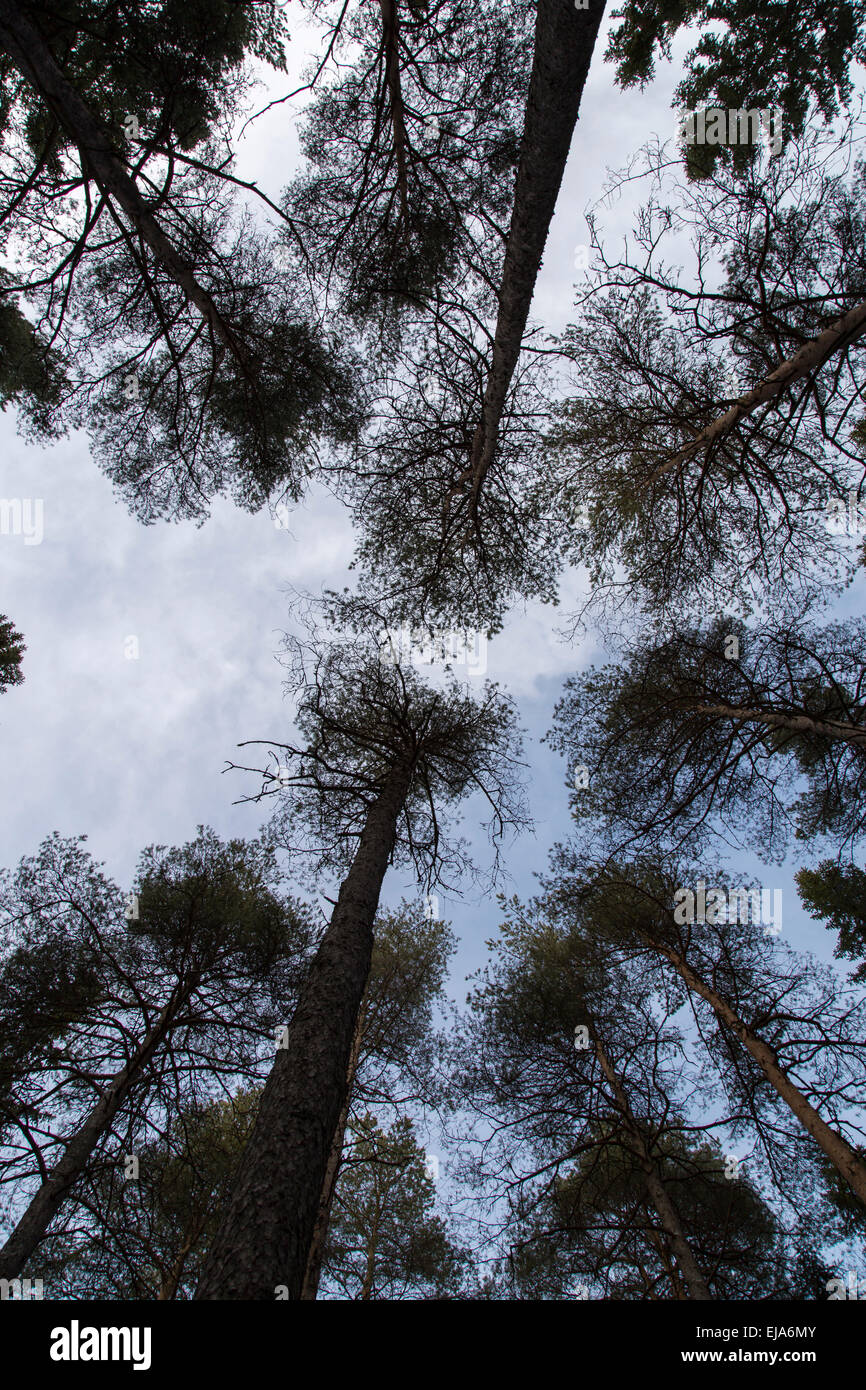 Tall pine tree reaching hi-res stock photography and images - Alamy