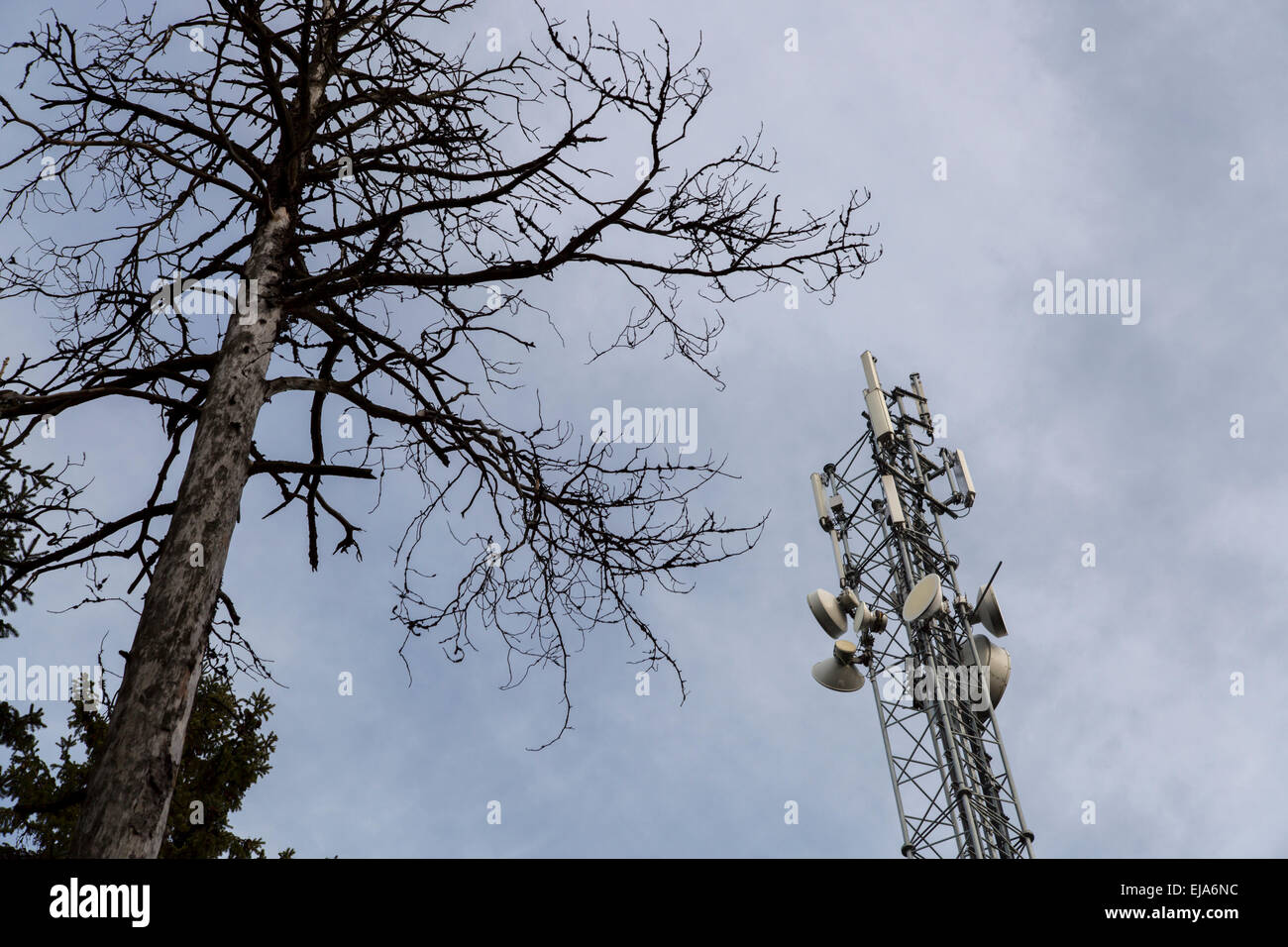 Cell tower tree hi-res stock photography and images - Alamy