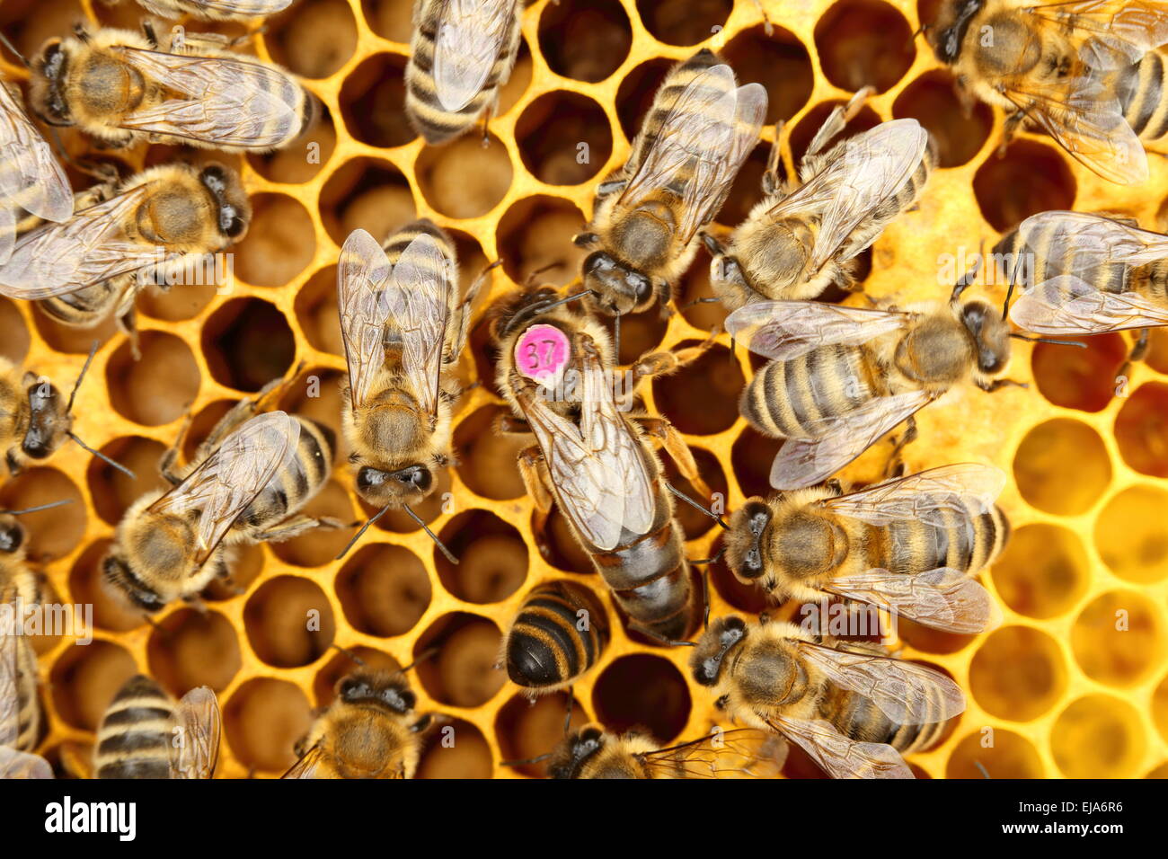 Oko circle hi-res stock photography and images - Alamy