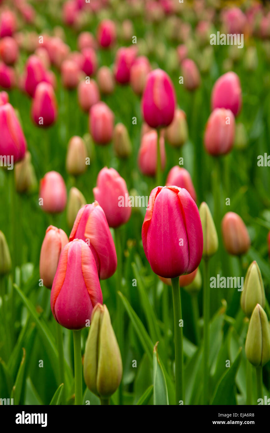 Bedding of colorful spring flowers, Colorful bedded spring flower ...