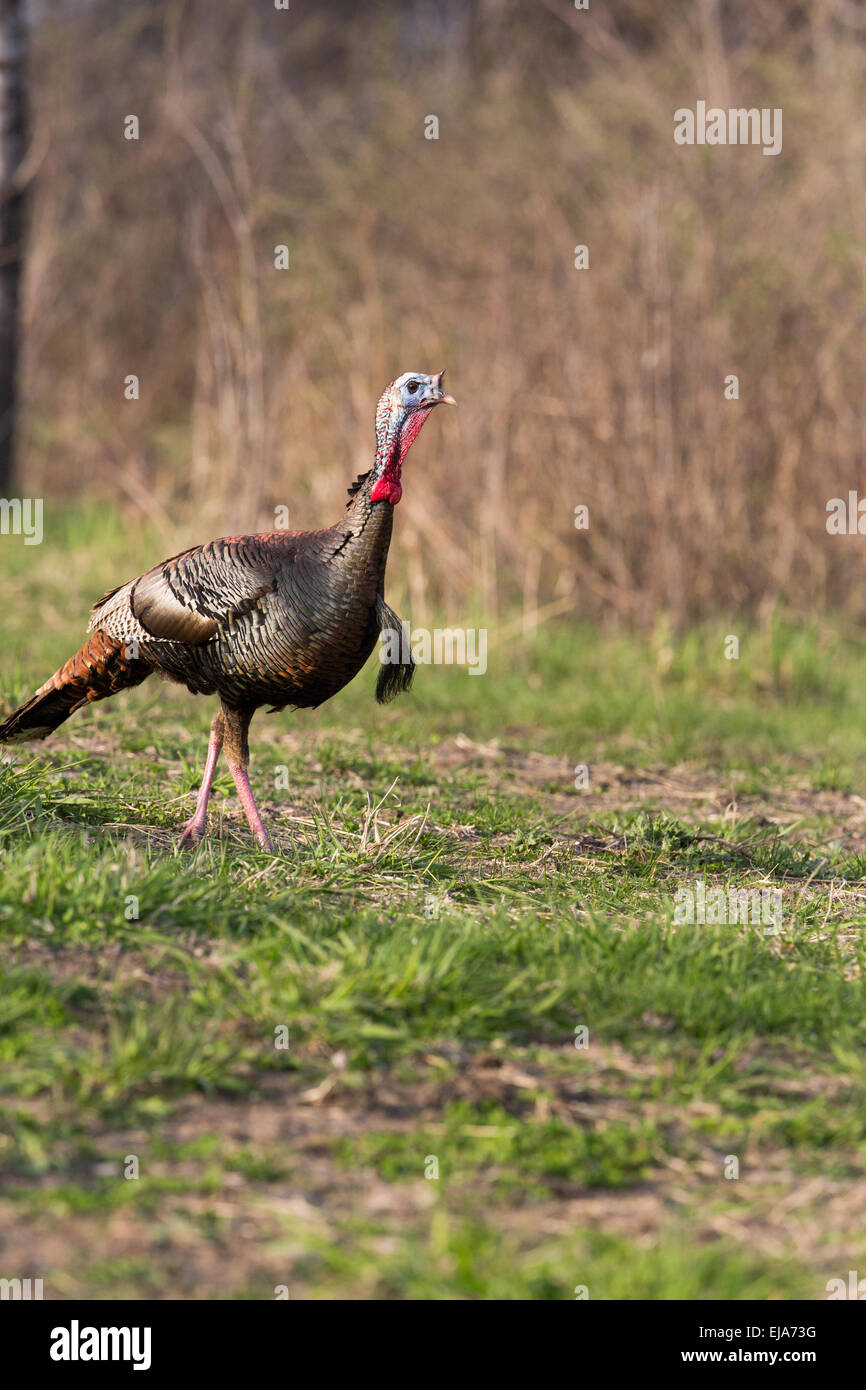 Eastern wild turkey - male Stock Photo - Alamy