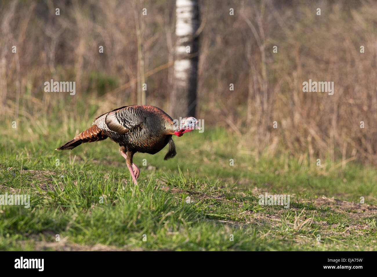 Eastern wild turkey - male Stock Photo - Alamy