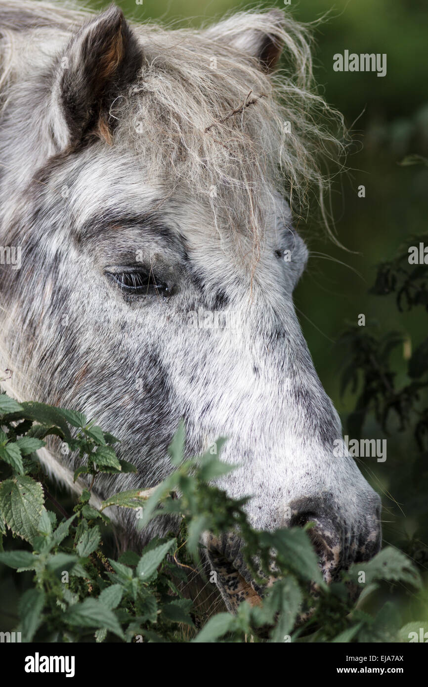 Pony portrait hi-res stock photography and images - Alamy