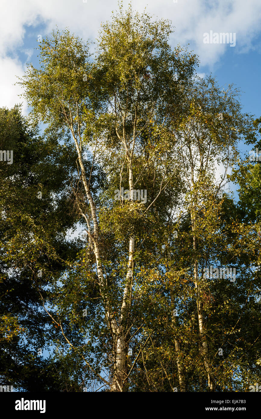 Birch greenhouse hi-res stock photography and images - Alamy