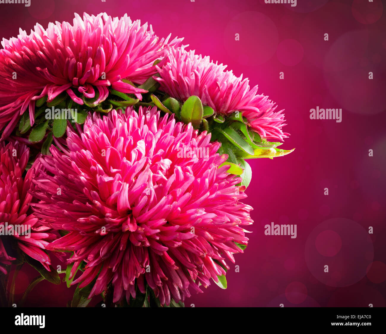Autumnal pink flowers hi-res stock photography and images - Alamy