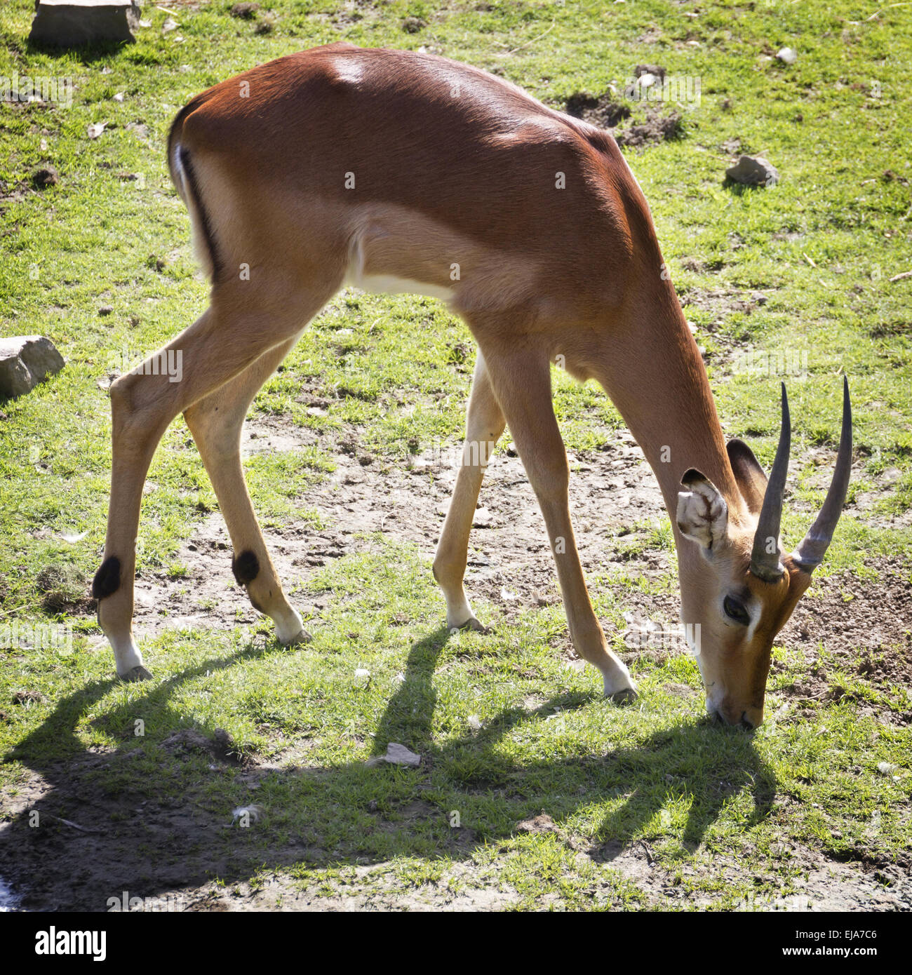 Impala picture hi-res stock photography and images - Alamy