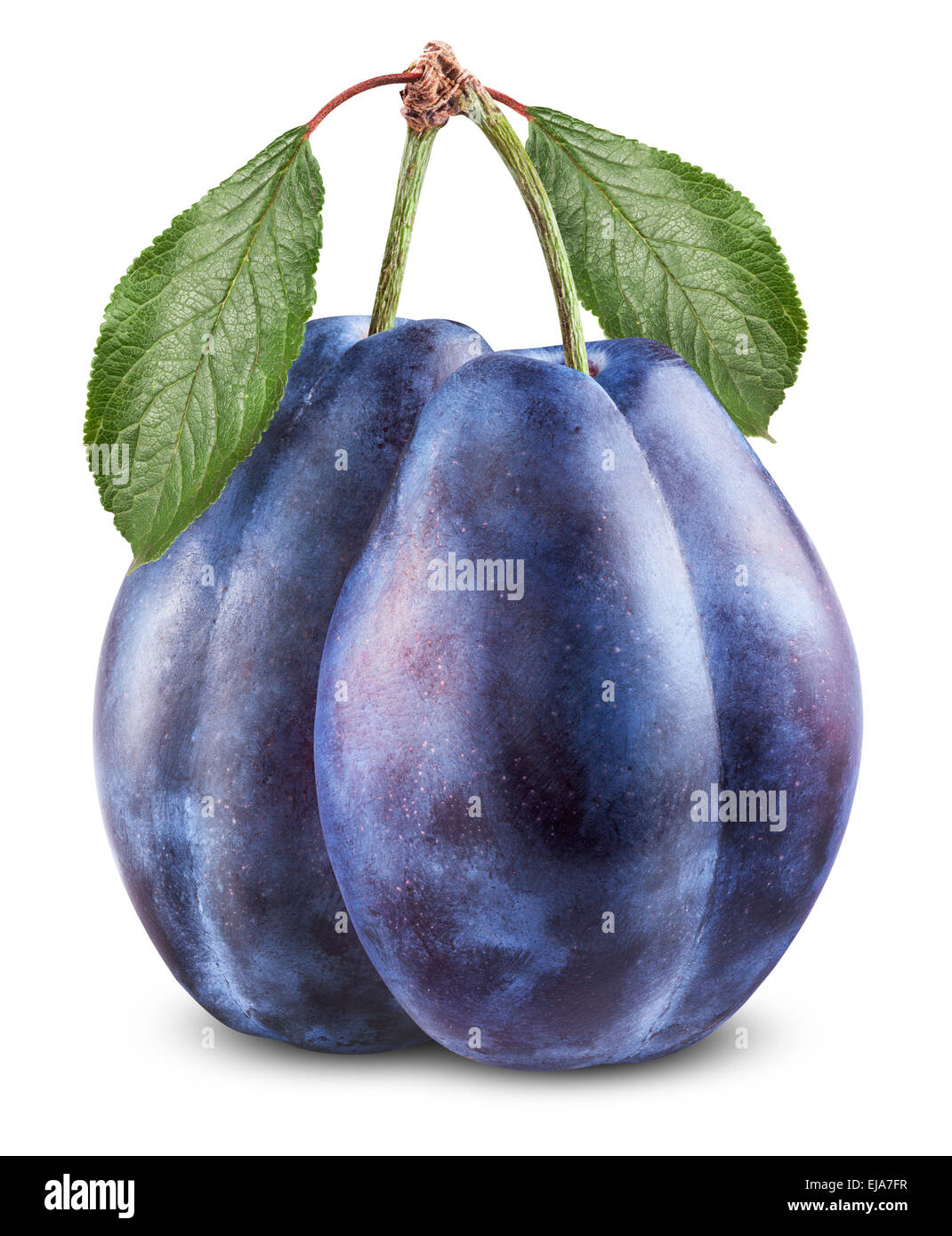 Two Purple Plums High Resolution Stock Photography and Images - Alamy