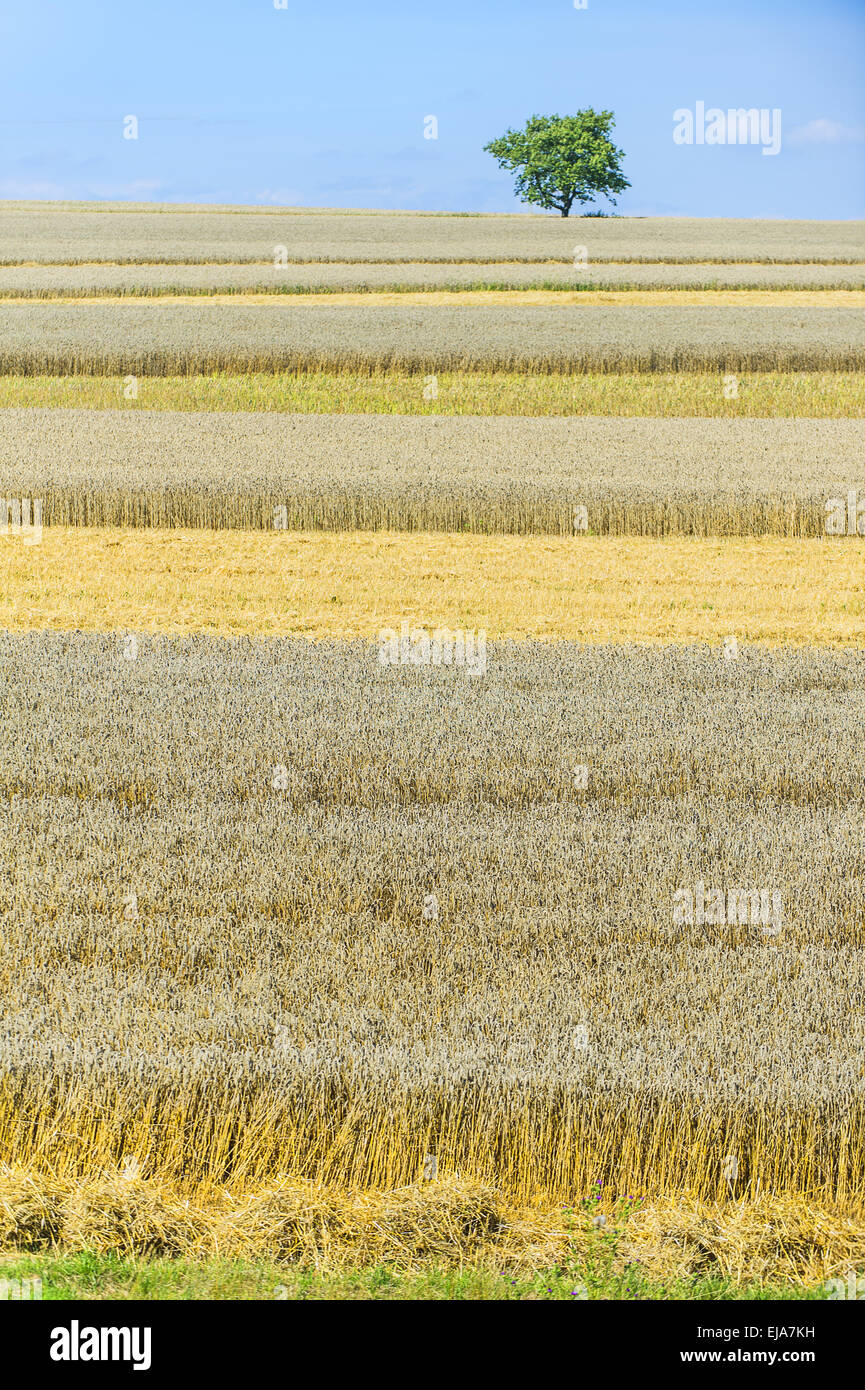 Wheat and barley field Stock Photo - Alamy