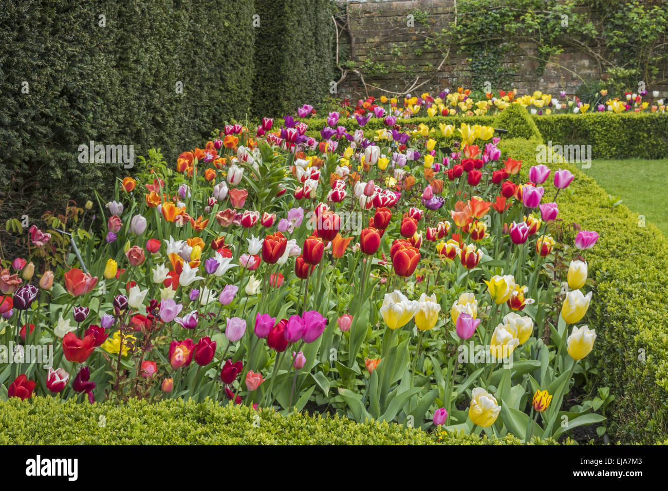 Colourful border plants hi-res stock photography and images - Alamy