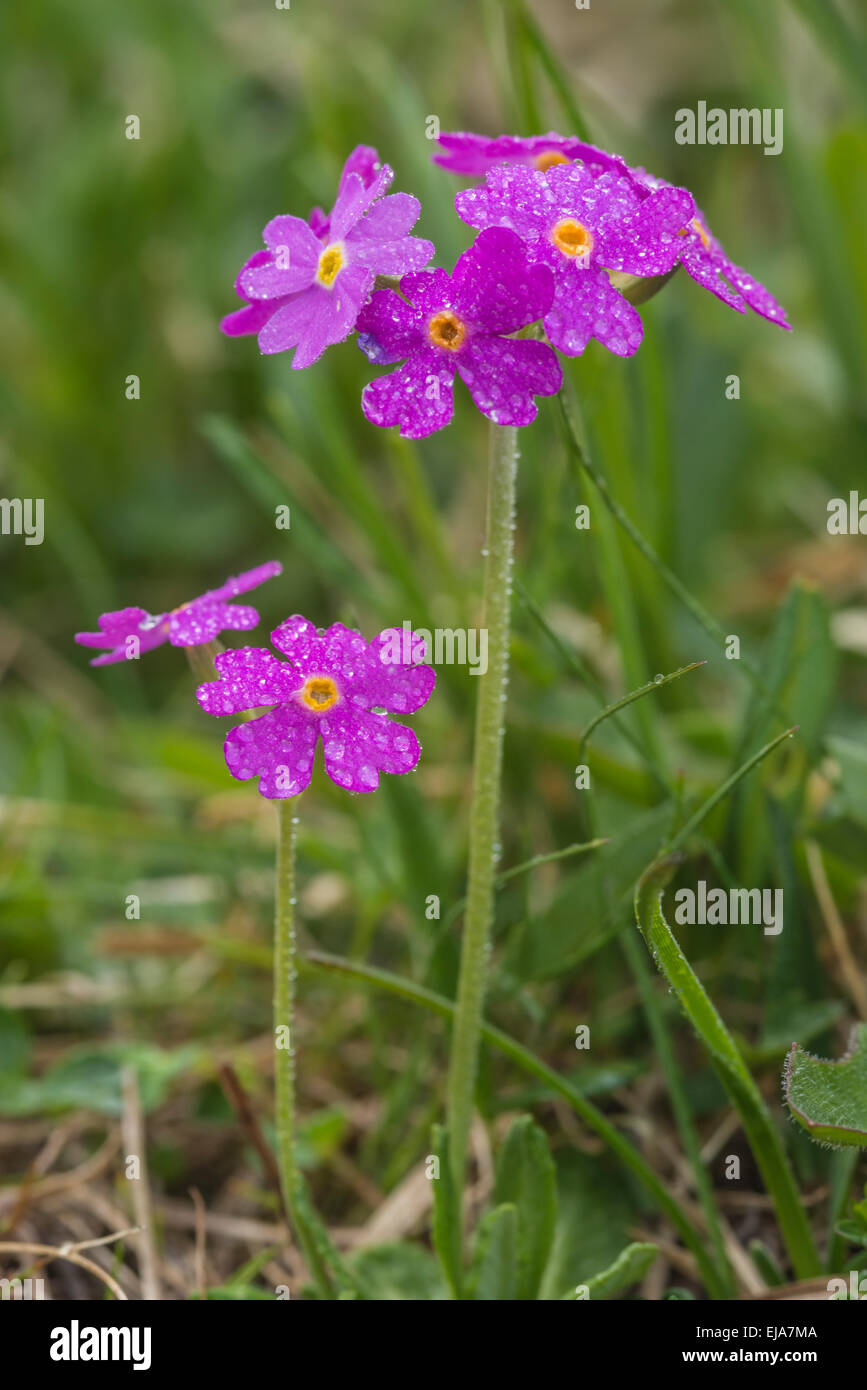 Alpine Flowers Birdseye Primrose, Primula Farinosa Stock Photo - Alamy