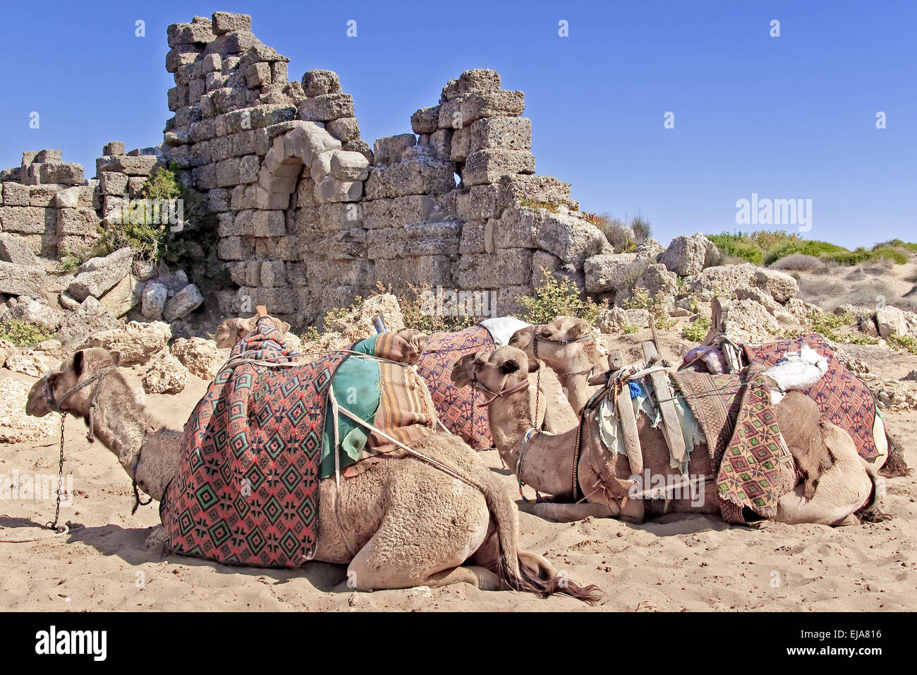 Turkey Side Camels Stock Photo - Alamy