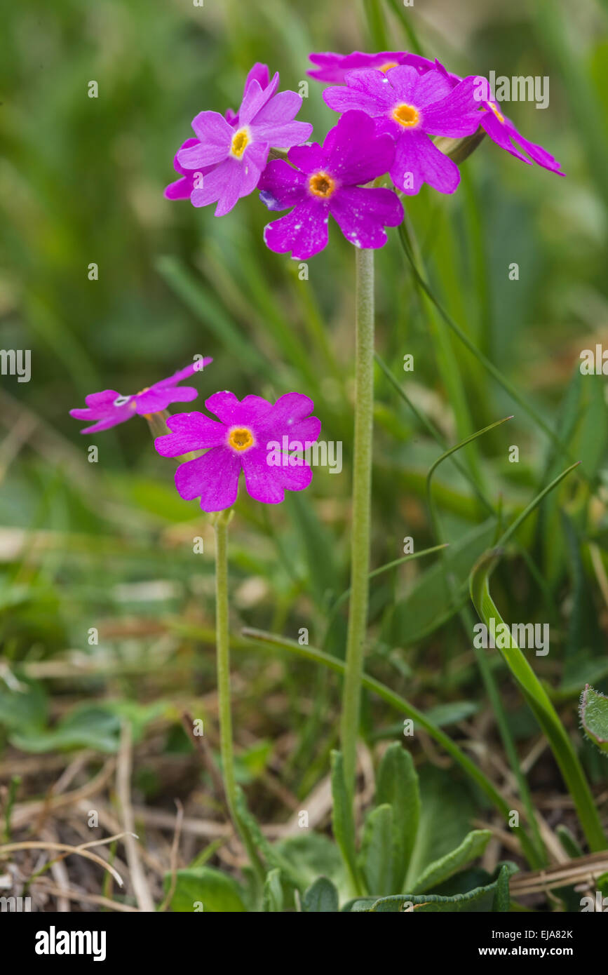 Alpine Flowers Birdseye Primrose, Primula Farinosa Stock Photo - Alamy