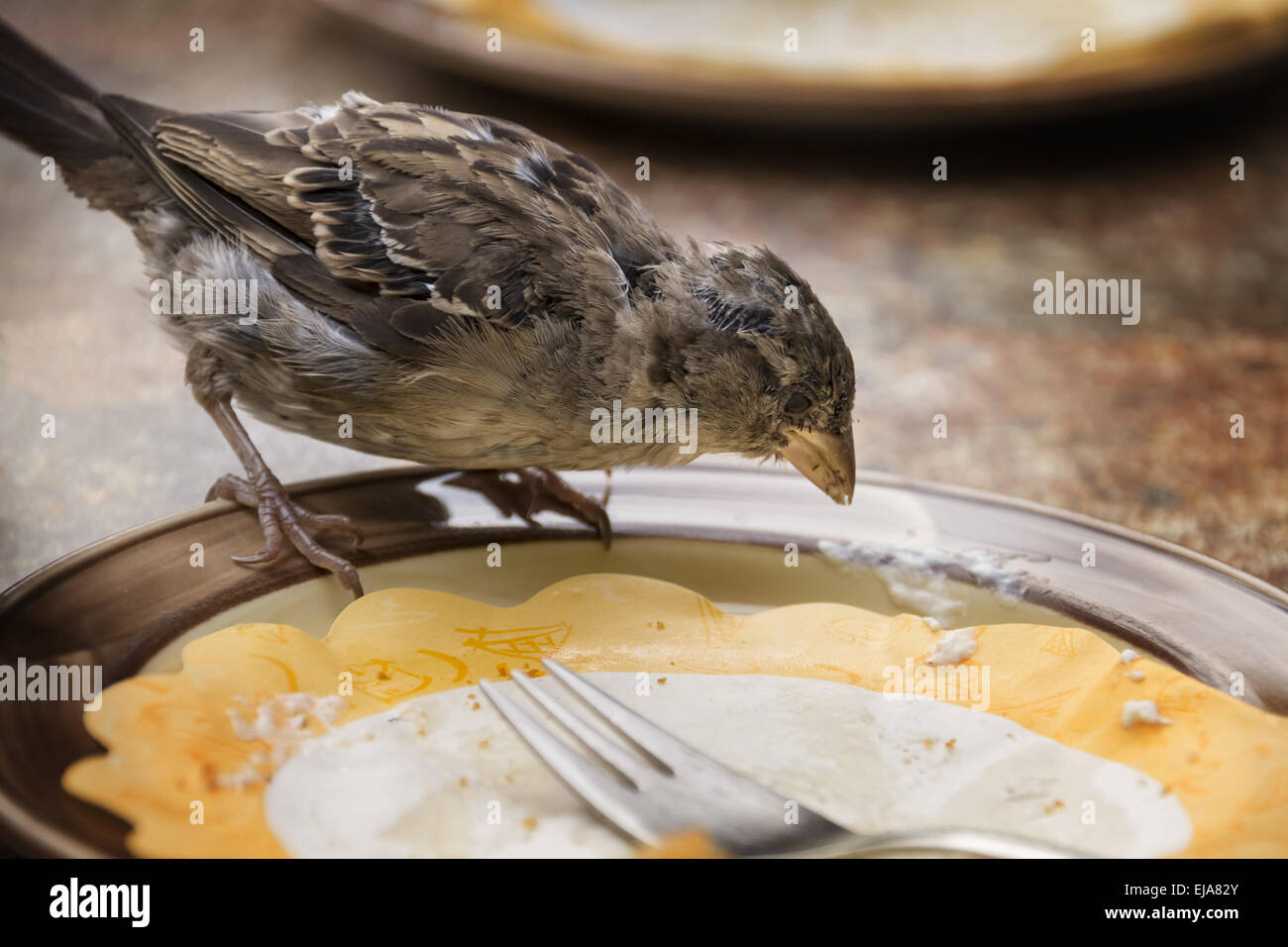 sparrow on a plate Stock Photo - Alamy