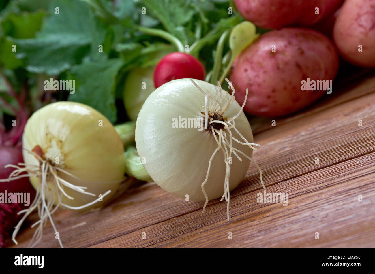 onion close up Stock Photo - Alamy