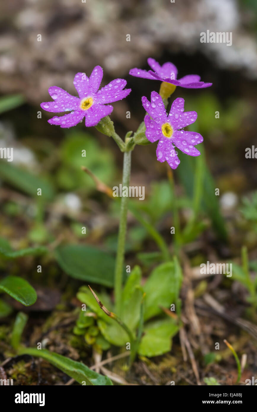 Alpine Flowers Birdseye Primrose, Primula Farinosa Stock Photo - Alamy