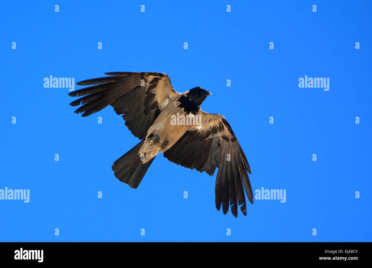 Silhouette of flying crow hi-res stock photography and images - Alamy