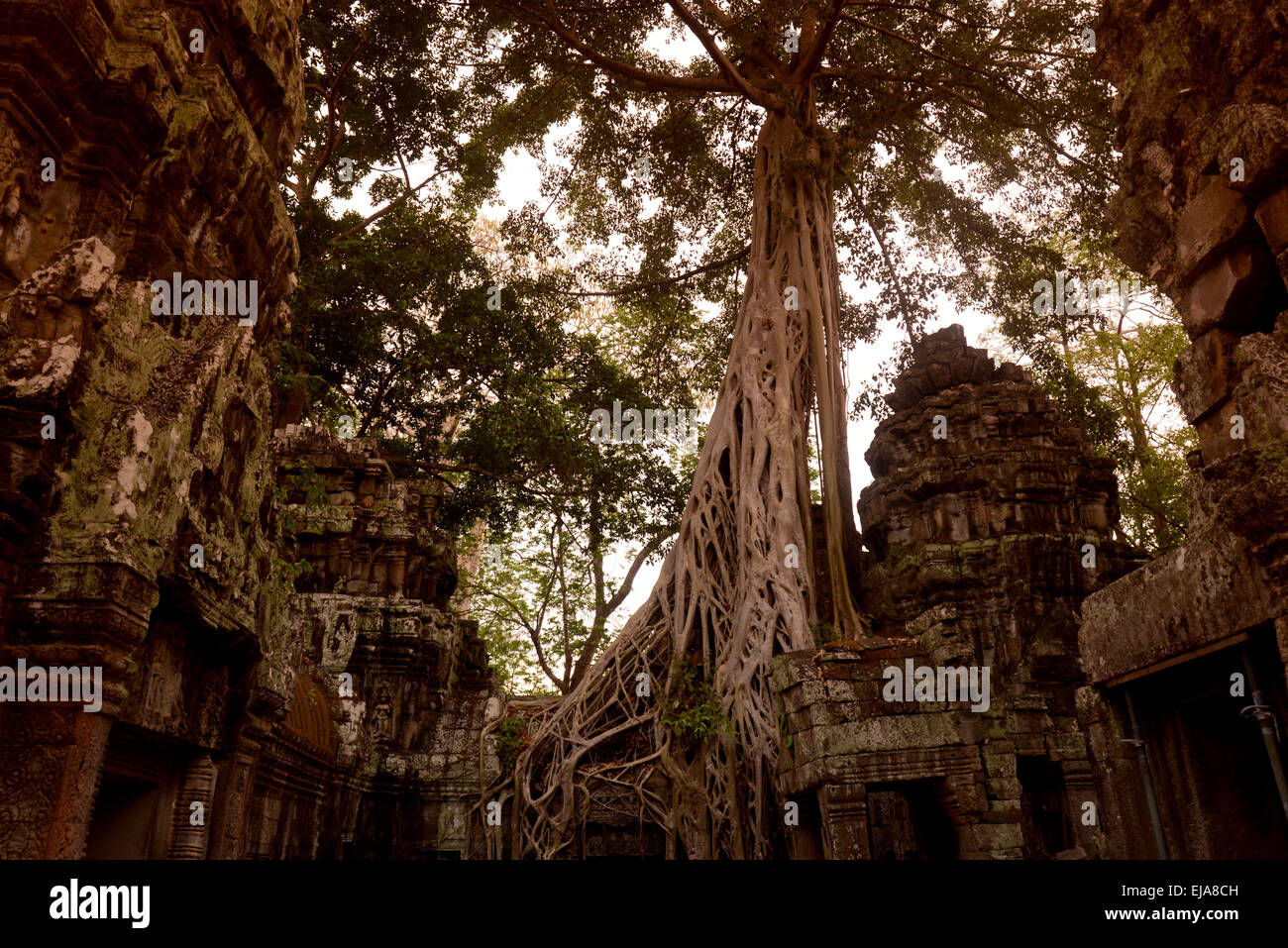 ASIA CAMBODIA ANGKOR TA PROHM Stock Photo - Alamy
