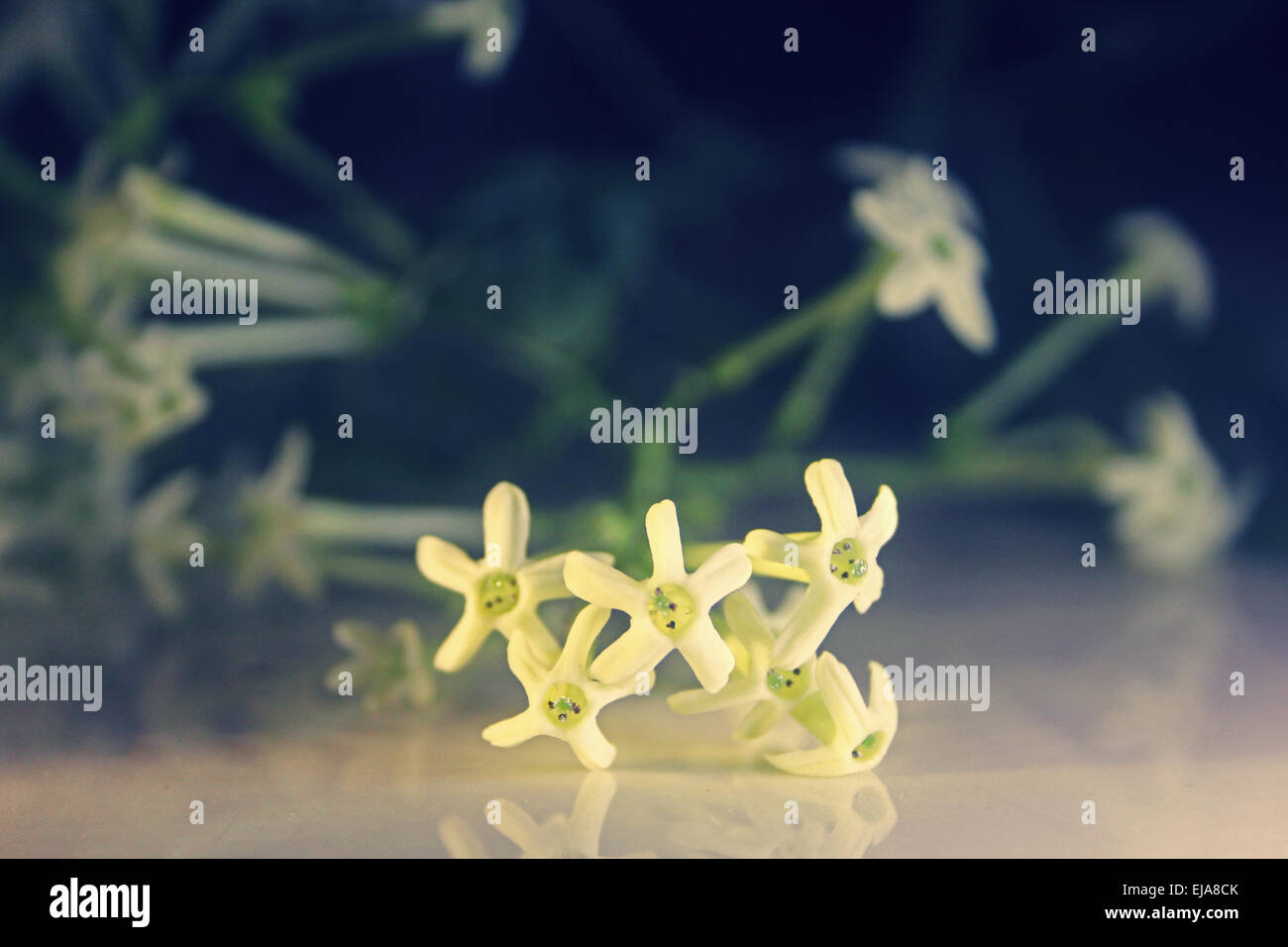 Night blooming cestrum cestrum nocturnum hi-res stock photography and ...