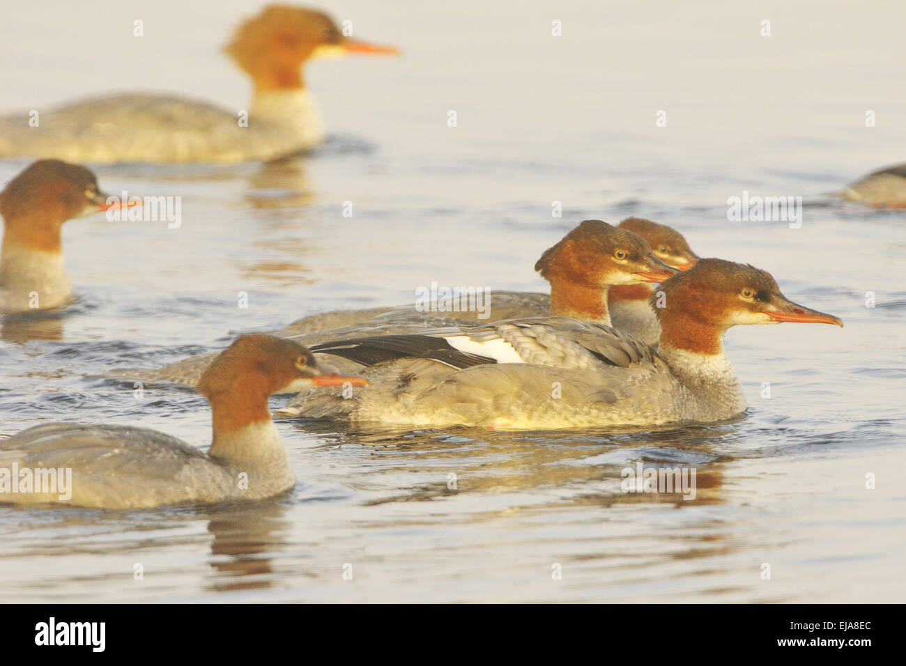 Common merganser hi-res stock photography and images - Alamy