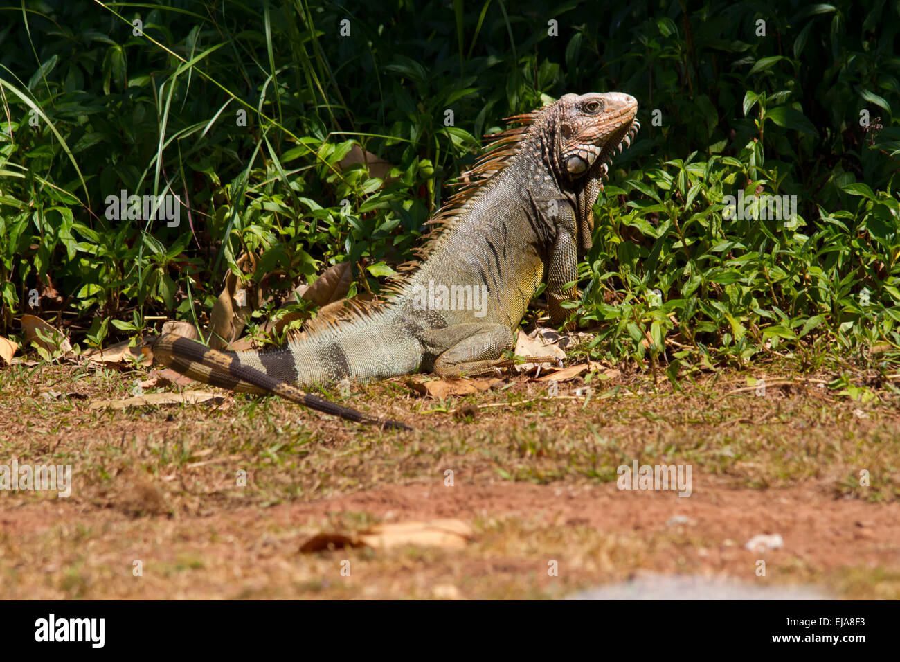 Green Iguana or Common Iguana (Iguana iguana Stock Photo - Alamy