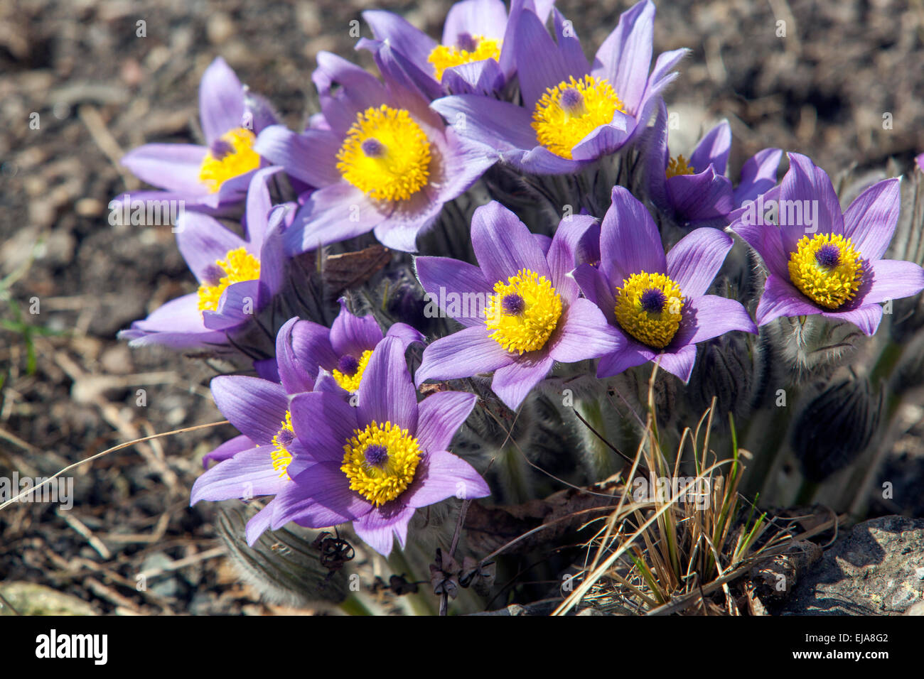 Alpine pasqueflowers hi-res stock photography and images - Alamy