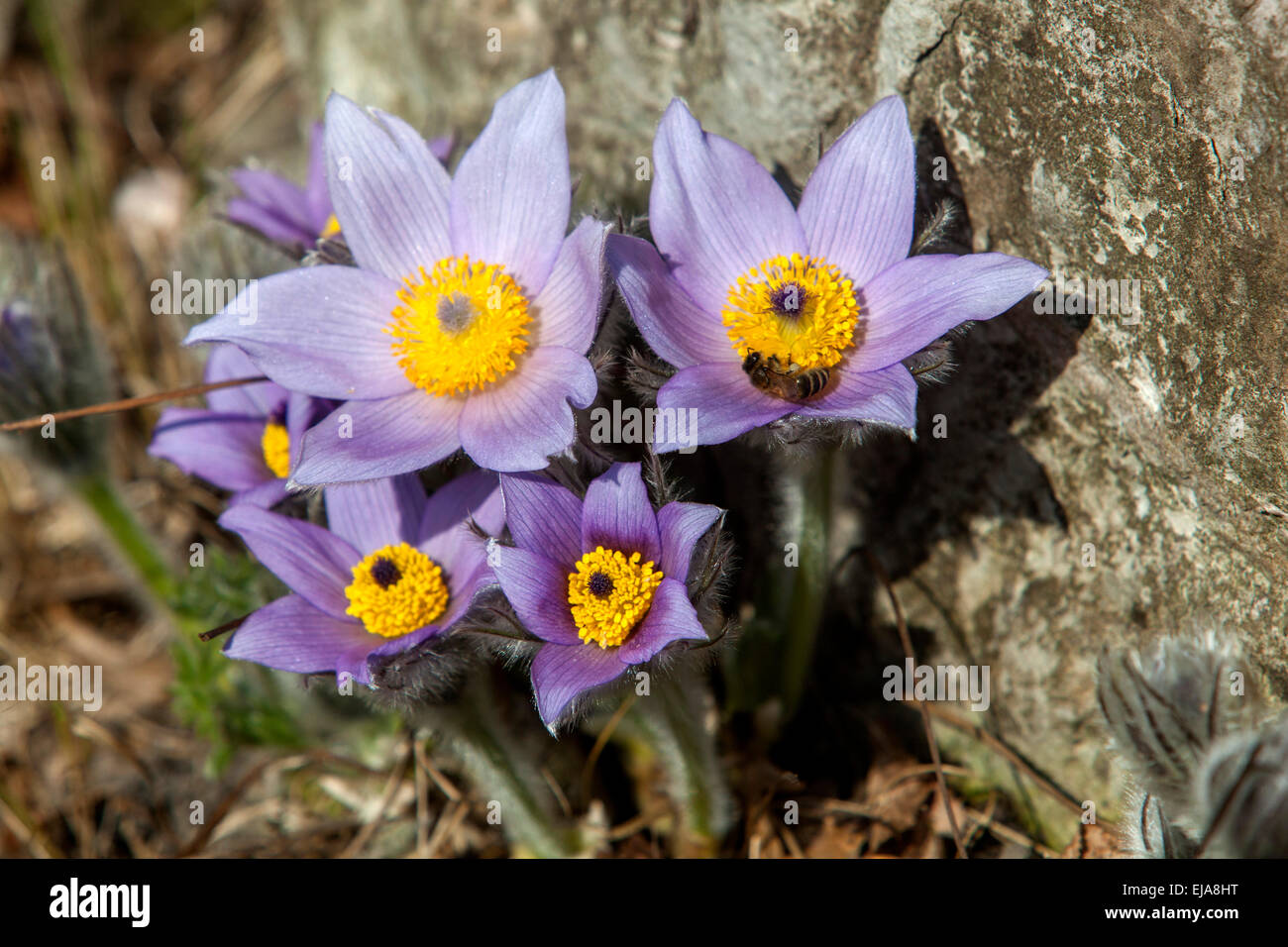 Alpine pasque flowers hi-res stock photography and images - Alamy