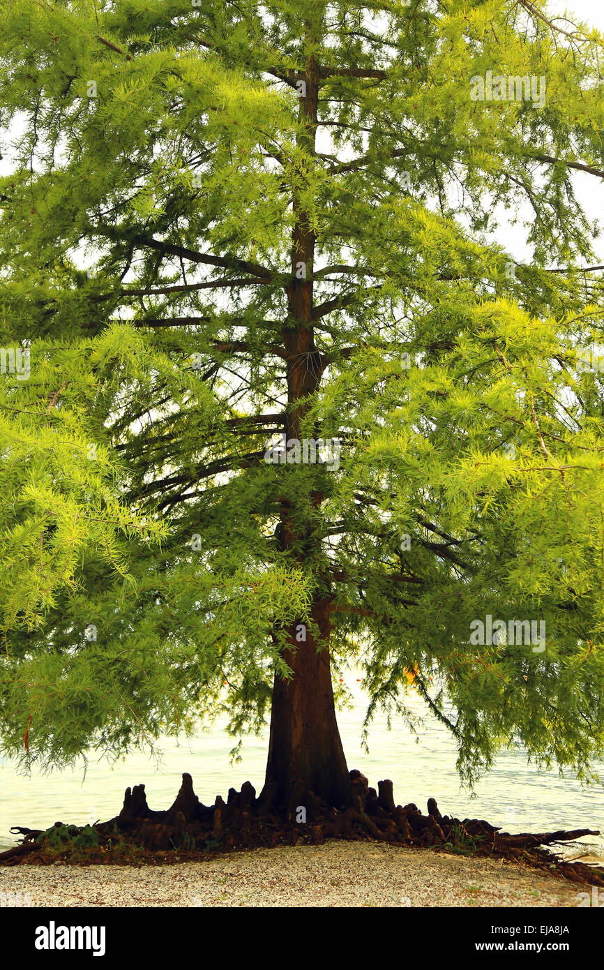 Gardasee beach hi-res stock photography and images - Alamy