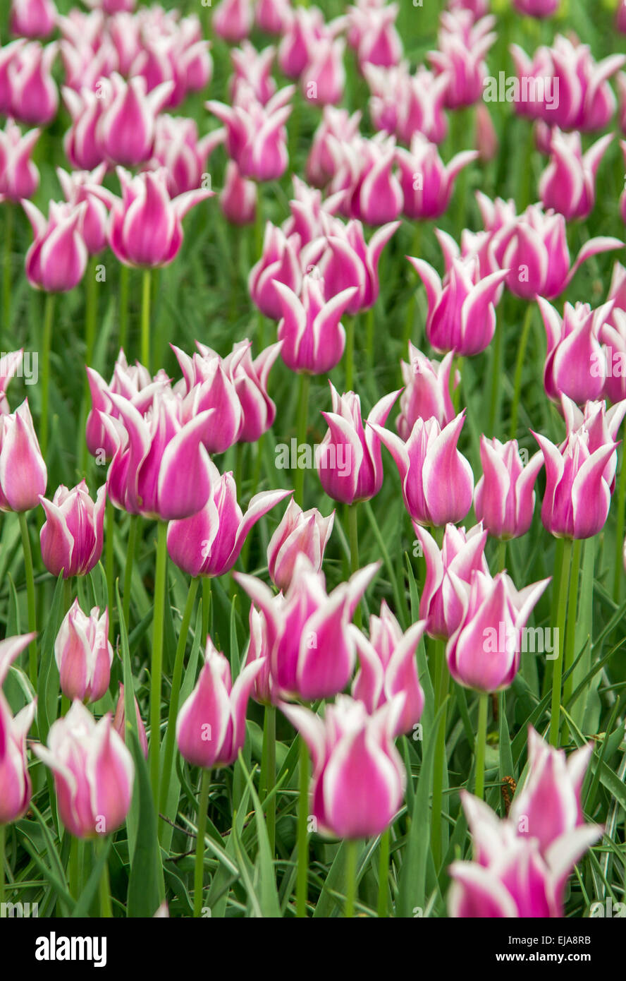 Bedding of colorful spring flowers, Colorful bedded spring flower ...