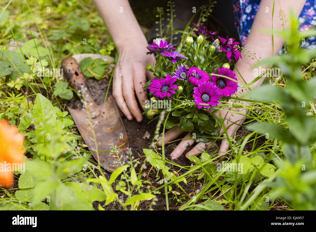 planting of flowers Stock Photo - Alamy