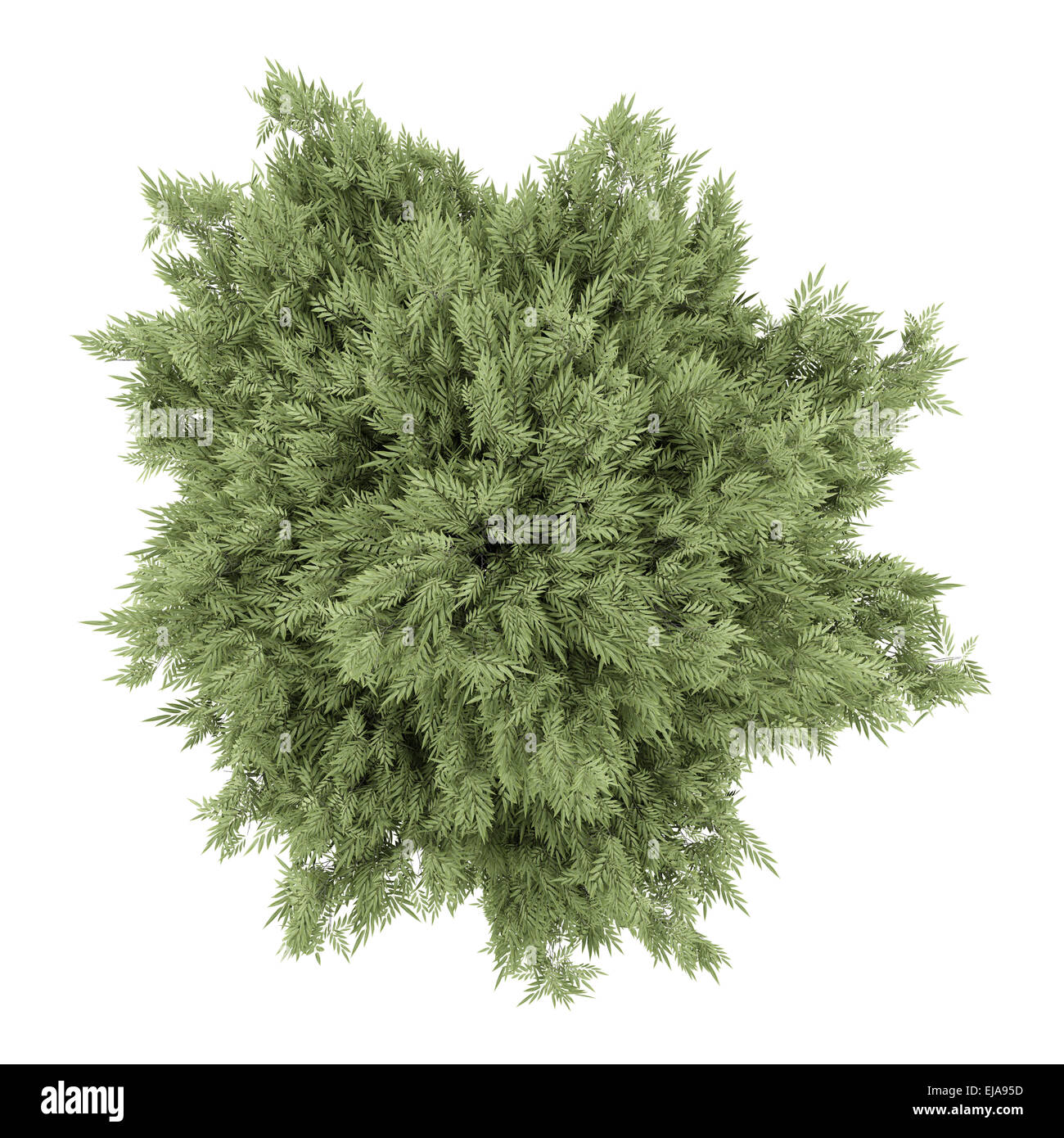 top view of crack willow tree isolated on white background Stock Photo ...