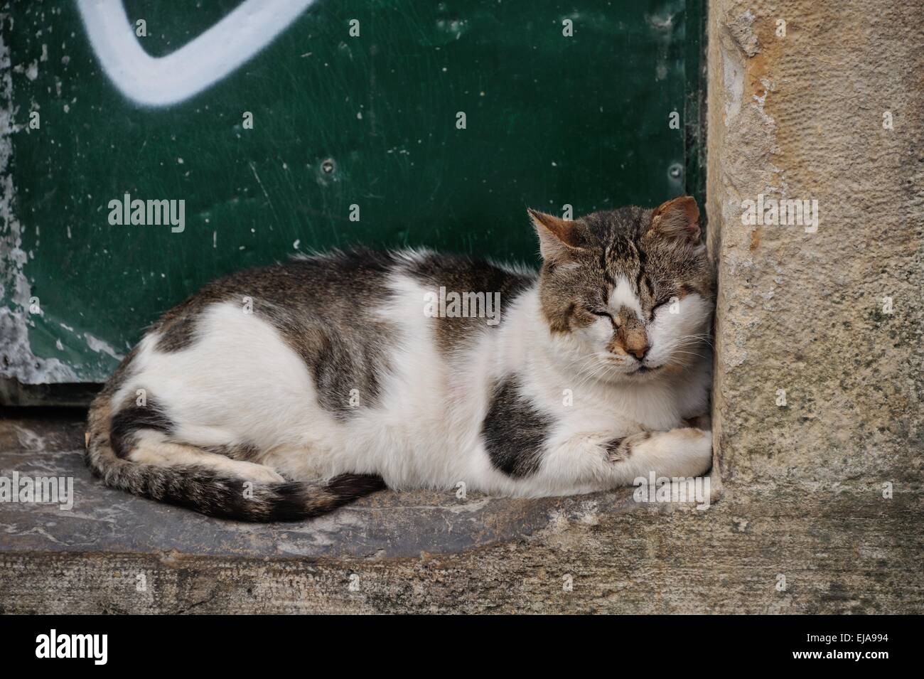 Cat in Coimbra, Portugal Stock Photo - Alamy