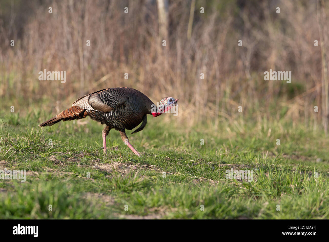Eastern wild turkey - male Stock Photo - Alamy