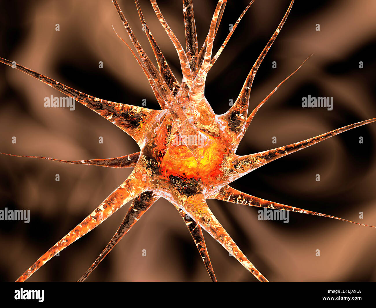 Neurons Microscope Stock Photos & Neurons Microscope Stock Images - Alamy
