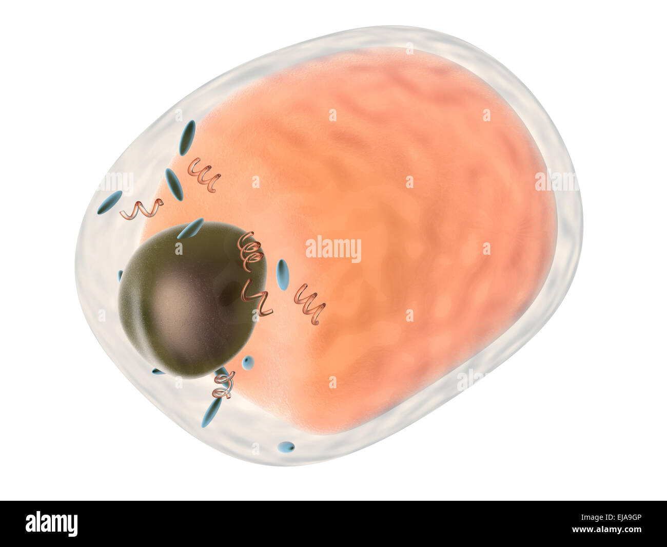 Adipocyte anatomy hi-res stock photography and images - Alamy