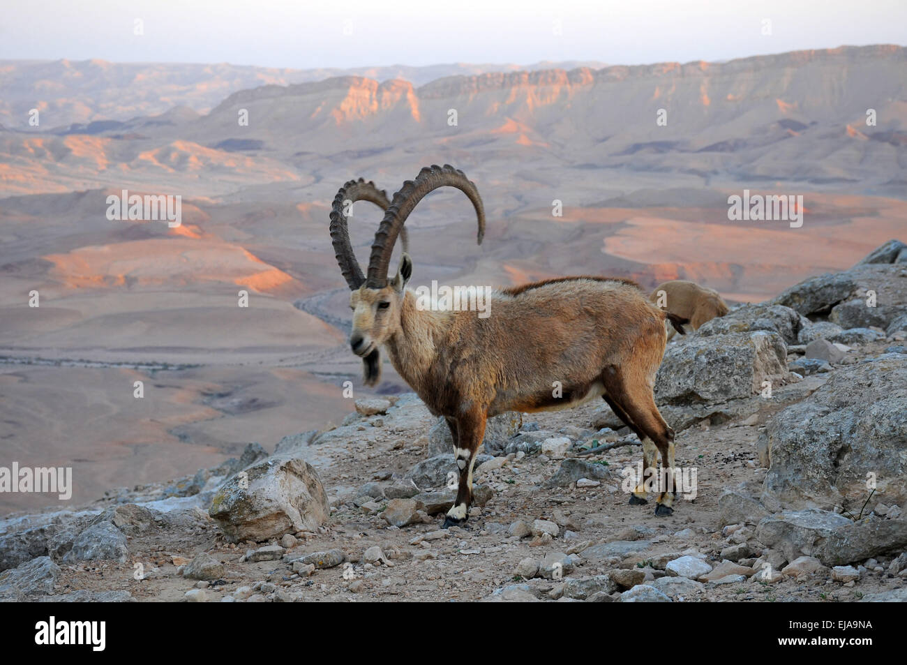Male ibex on the edge of Ramon crater, Israel Stock Photo - Alamy